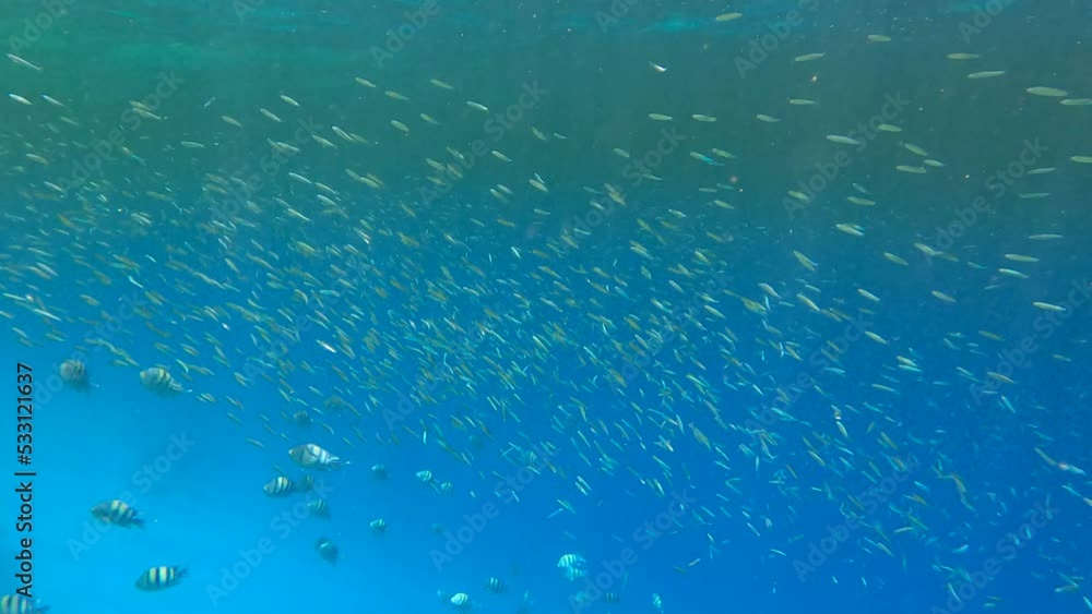 Tropical fishes of various species feeds in the surface water rich in ...