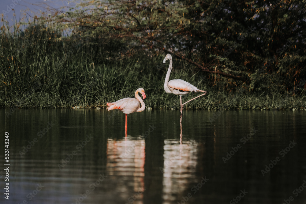 Greater Flamingos in the lake. Big and Small Flamingos. Morning Colors ...
