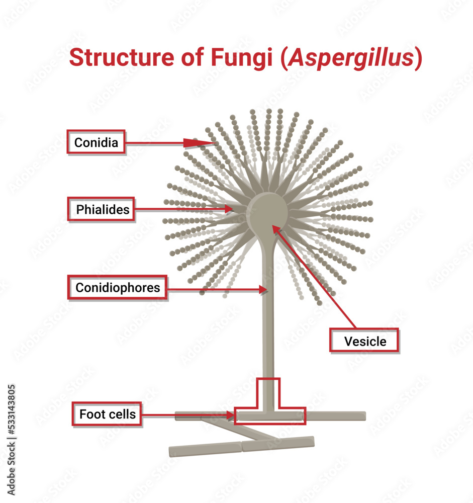 Structure and Physiology of Aspergillus under the optical microscope ...