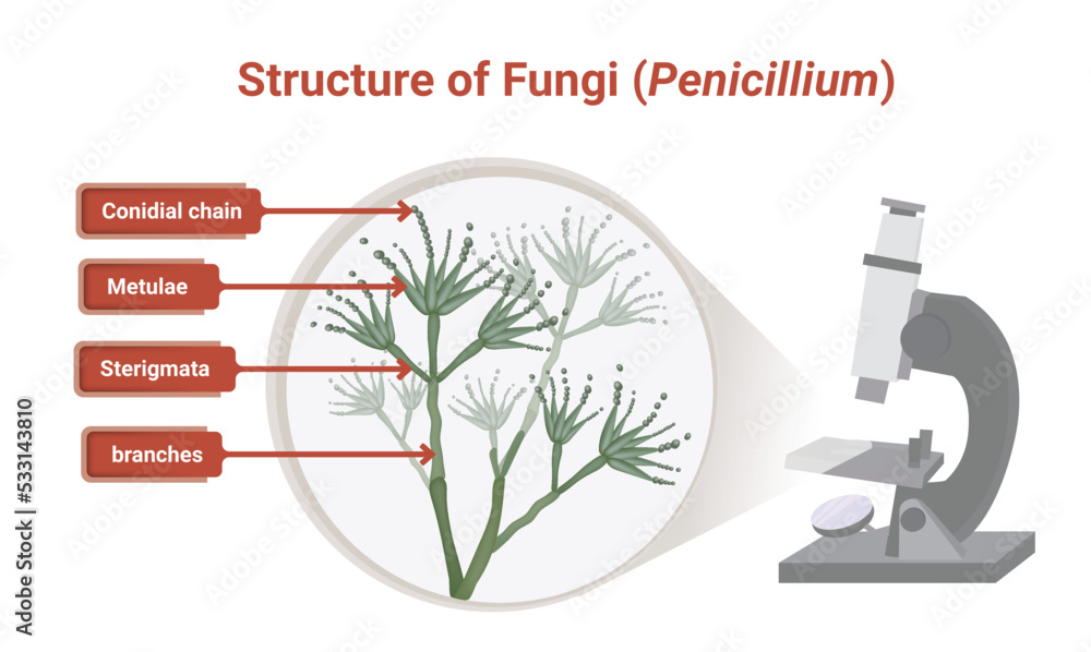 Penicillium under the optical microscope, Structure of Penicillium ...