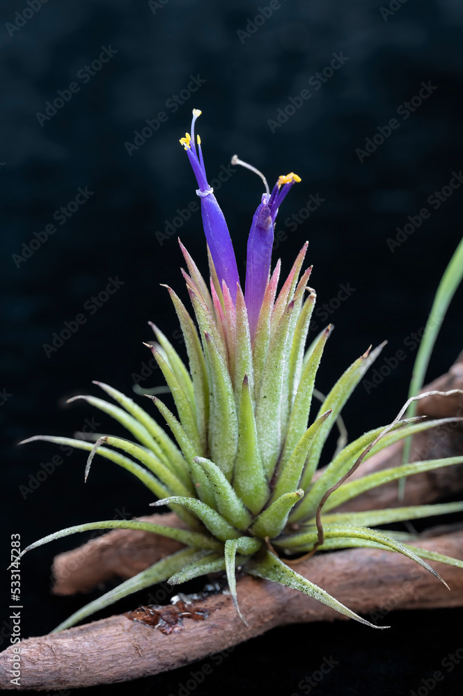Tillandsia ionantha, a species of air plant in the bromeliad family ...