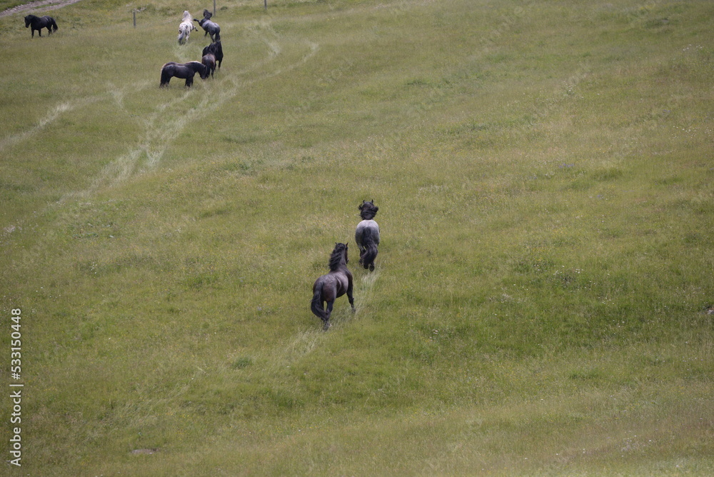 Noriker Deckhengste auf der Almweide Stock Photo | Adobe Stock