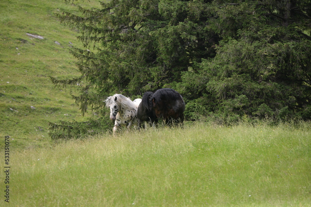 Noriker Deckhengste auf der Almweide Stock Photo | Adobe Stock