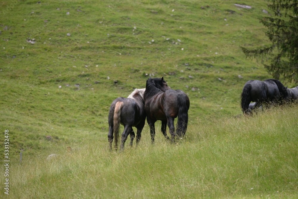Noriker Deckhengste auf der Almweide Stock Photo | Adobe Stock