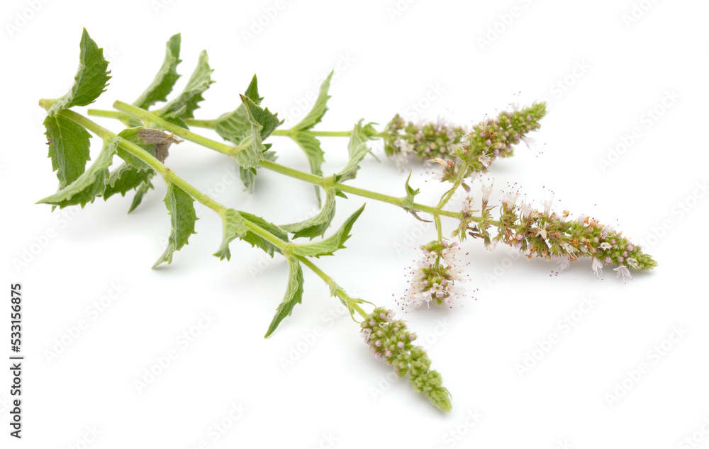 Mentha longifolia, also known as horse mint, fillymint or St. John's ...