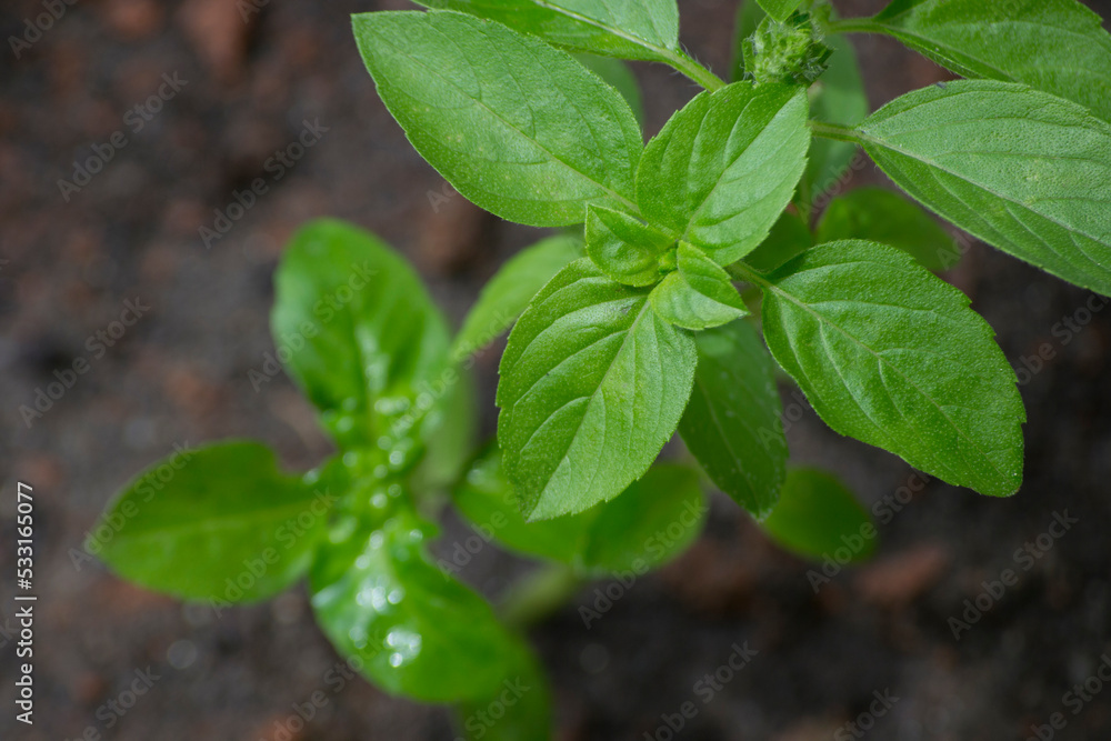 Basil Plant (Ocimum Basilicum L. - Lamiaceae), Where Many Leaves Can Be ...