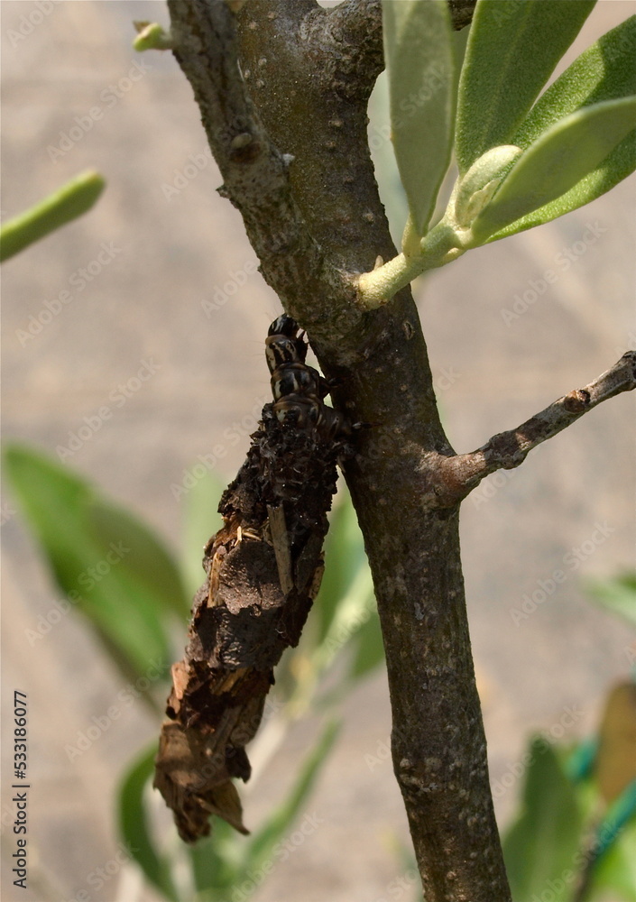 LARVA Tricotteri, Phryganes, Friganea,Trichoptera Stock Photo | Adobe Stock