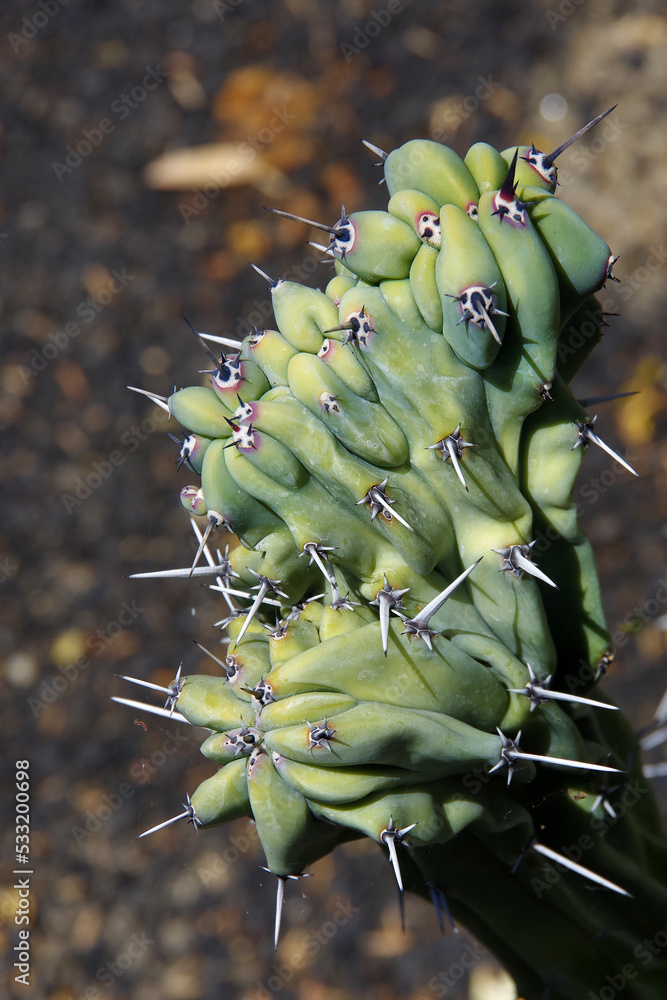 Crested cereus peruvianus monstrosus monstrose apple cactus Stock Photo ...