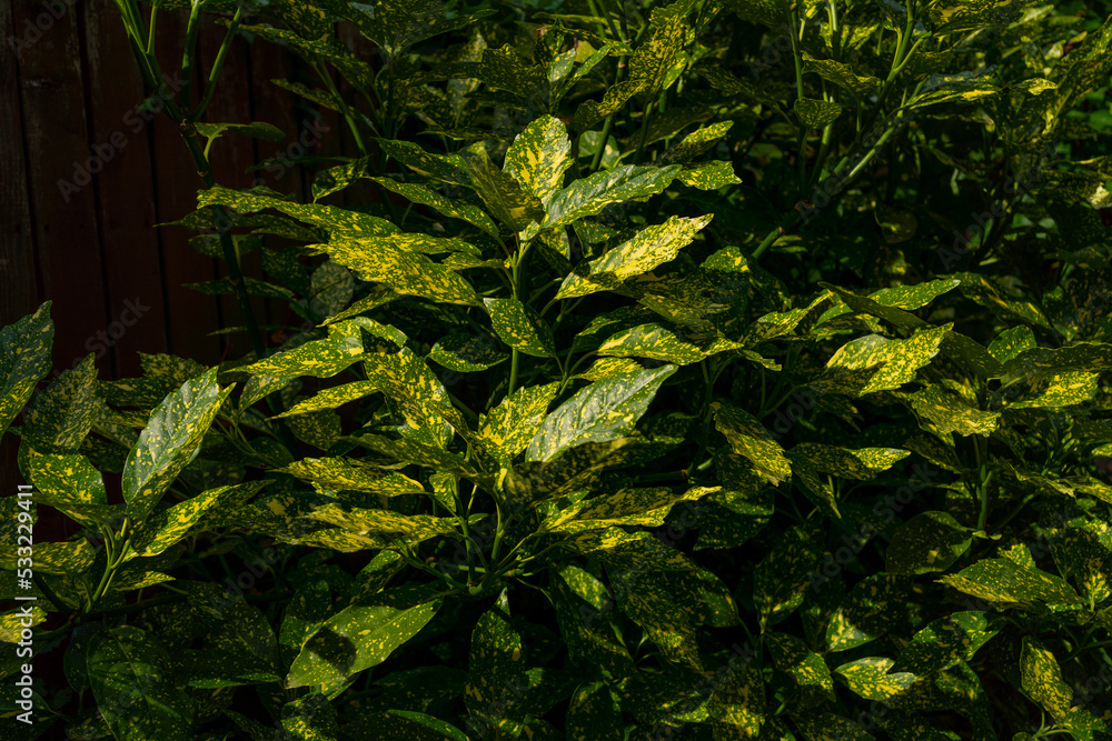 Poster Variegated Japanese laurel leaves - Latin name - Aucuba japonica ...