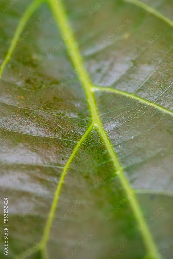 Hoja de Persea americana pertenece a la familia Lauraceae. Stock Photo ...