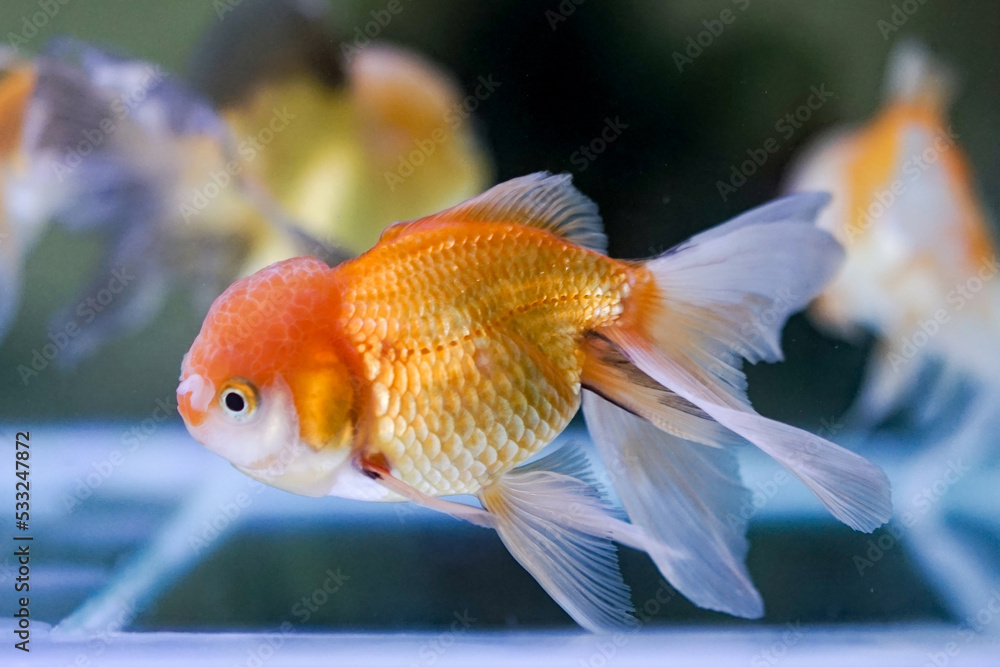 Goldfish at aquarium fish, from Asia.The goldfish on Chinese sign ...