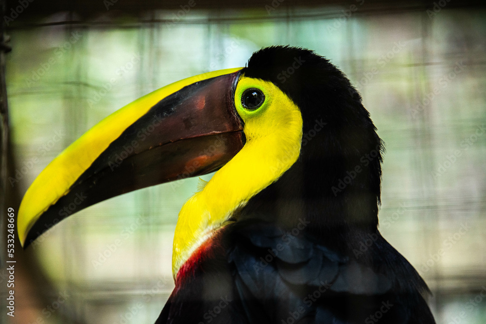 Black mandible toucan (Ramphastos Ambiguus) closeup, Copan, Honduras ...