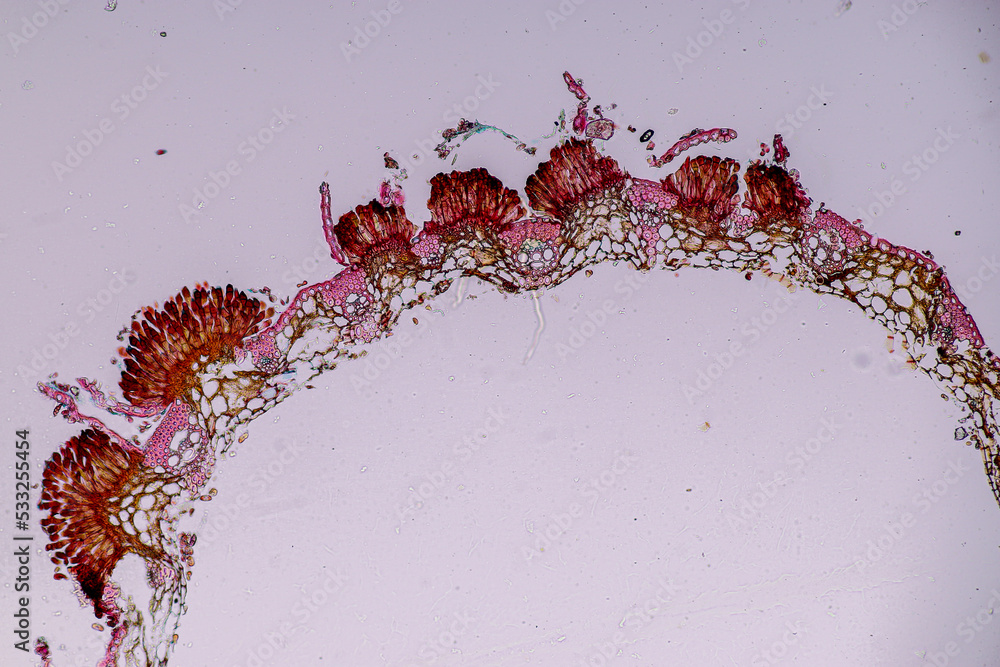 Plant tissue Structure, section (tissue) of stem plant tissue under a ...