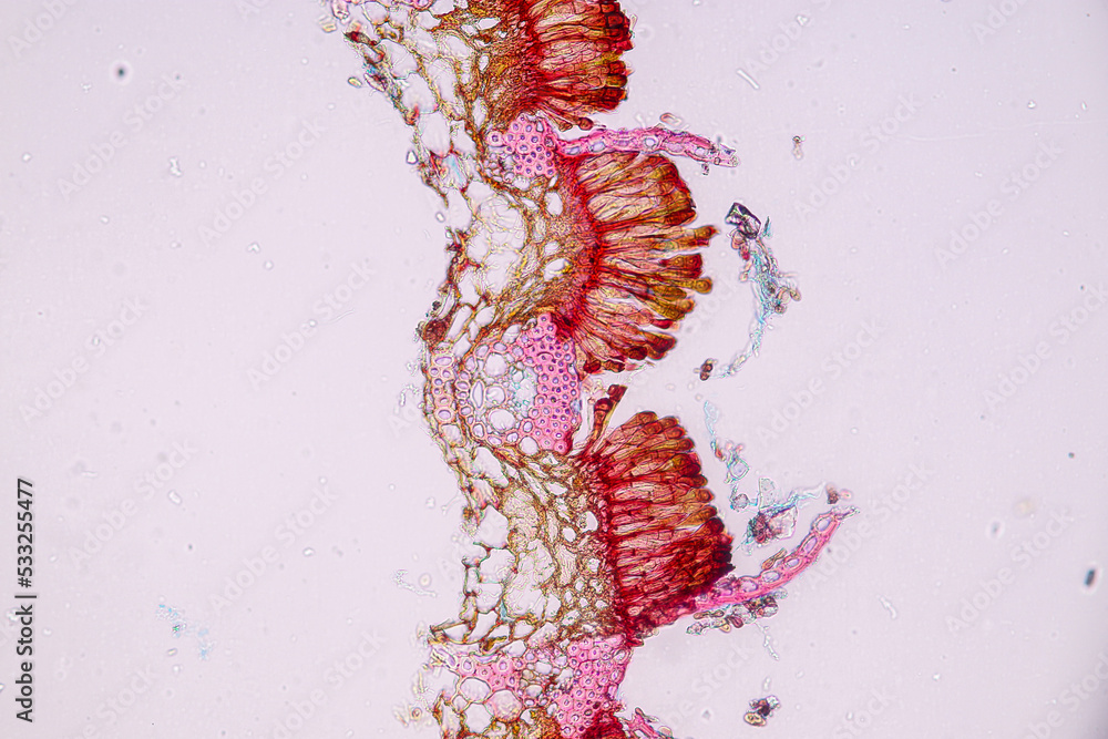 Plant tissue Structure, section (tissue) of stem plant tissue under a ...
