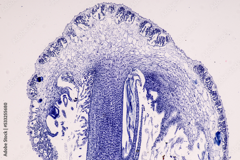 Plant tissue Structure, section (tissue) of stem plant tissue under a ...