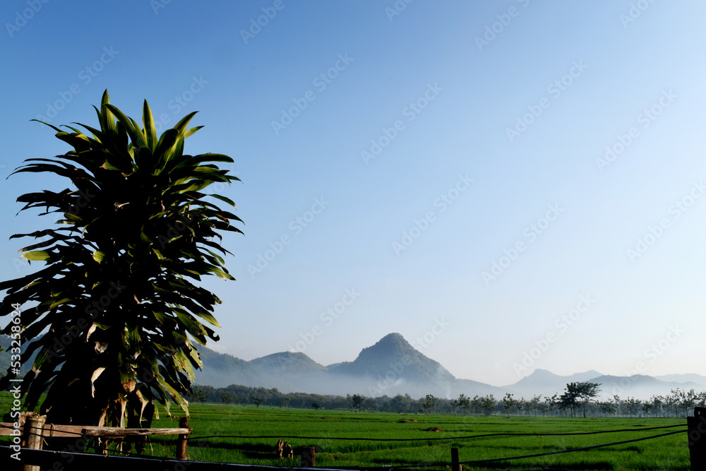 A sunny morning view with a vast expanse of rice fields with a mountain ...