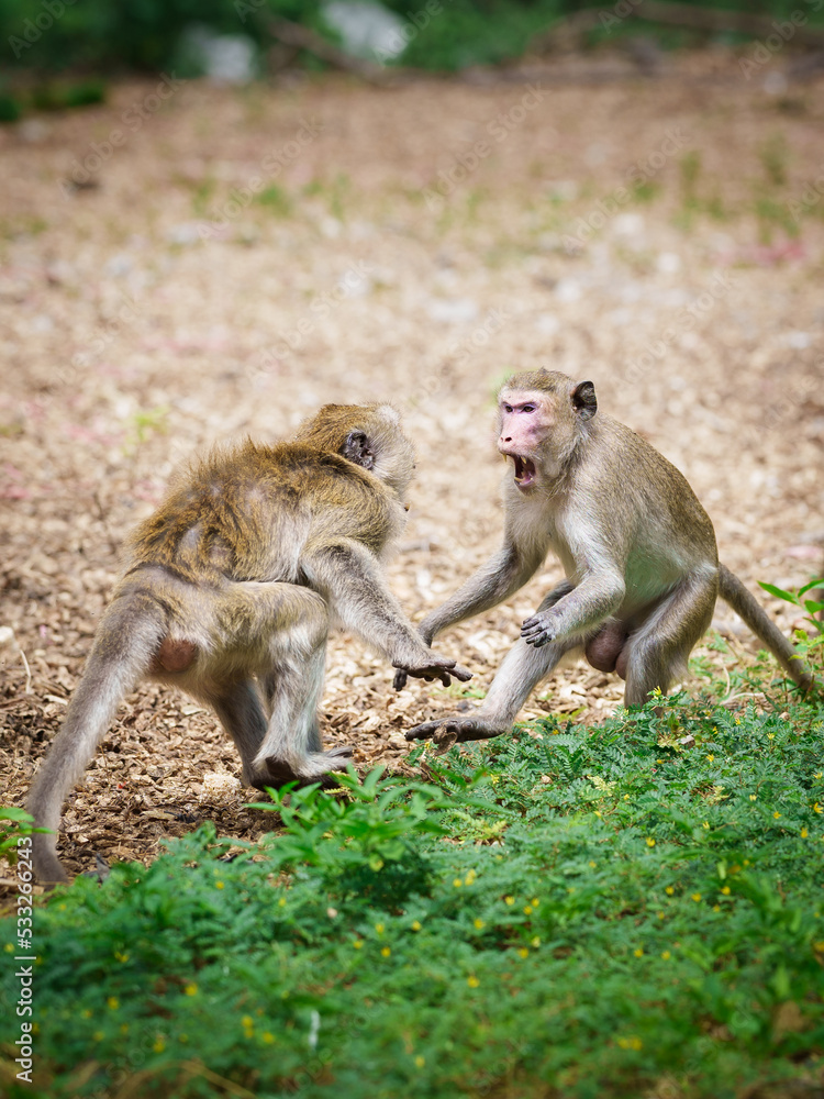 Portrait, Two monkeys or Macaca in the forest park are fighting each ...