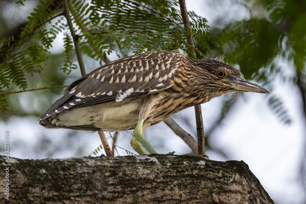 Nature wildlife image of Nankeen night heron (Nycticorax caledonicus ...