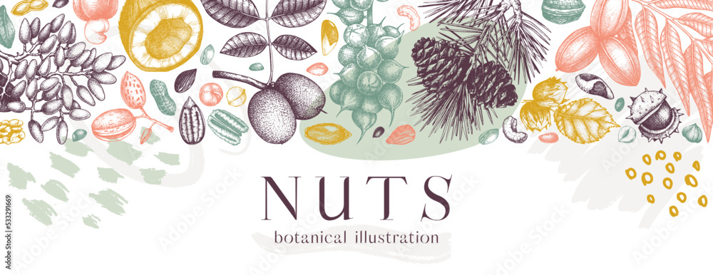 Vector nuts banner in college style. Vintage nuts sketched border ...