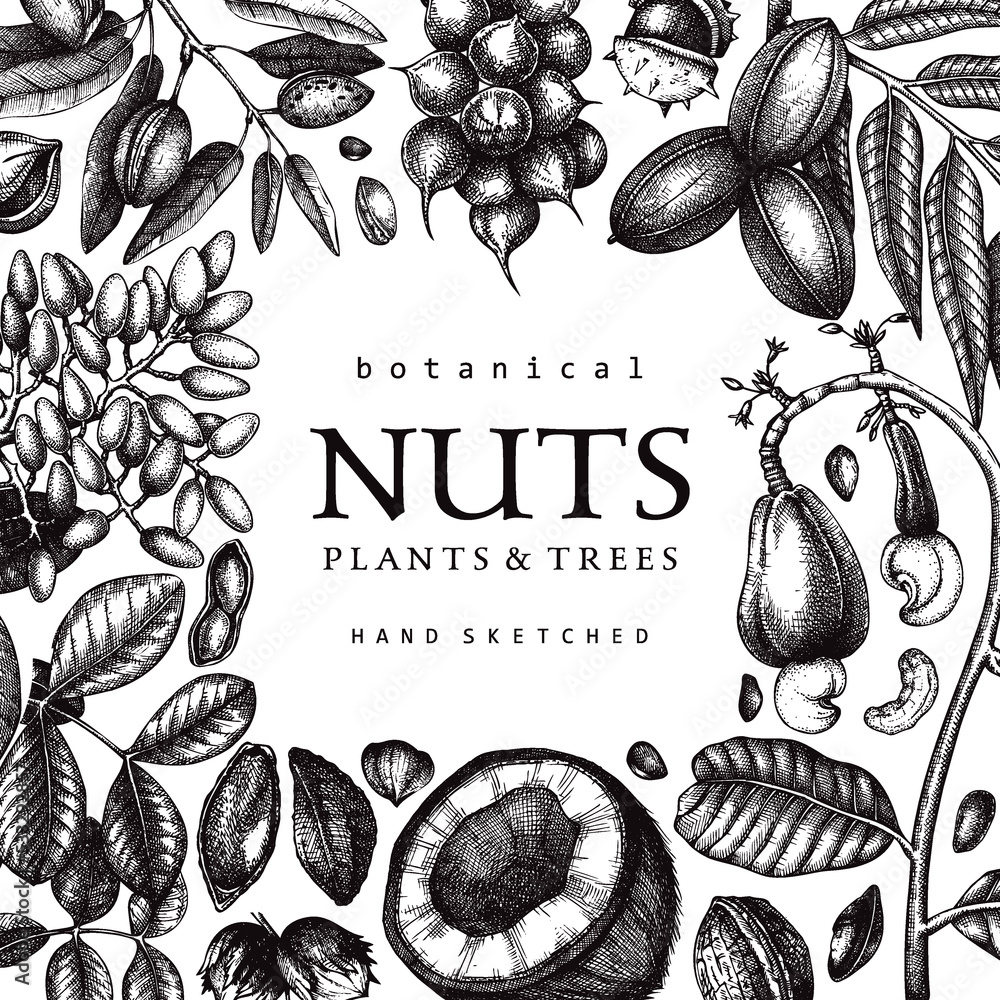 Vector nuts card in vintage style. Vintage nuts sketched frame. Healthy ...