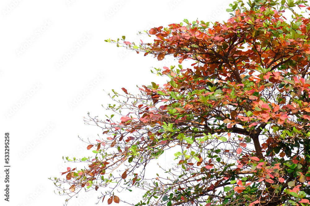 Di-Cut Bengal Almond Tree, also known as Singapore Almond, Indian ...