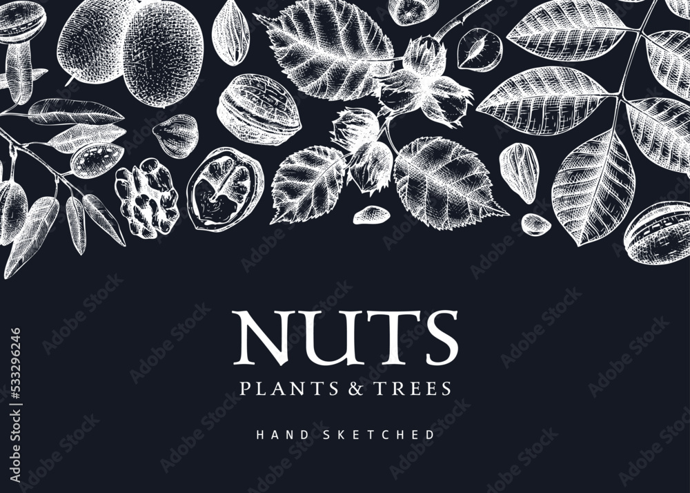 Vector nuts background on chalkboard. Vintage nuts sketched banner ...