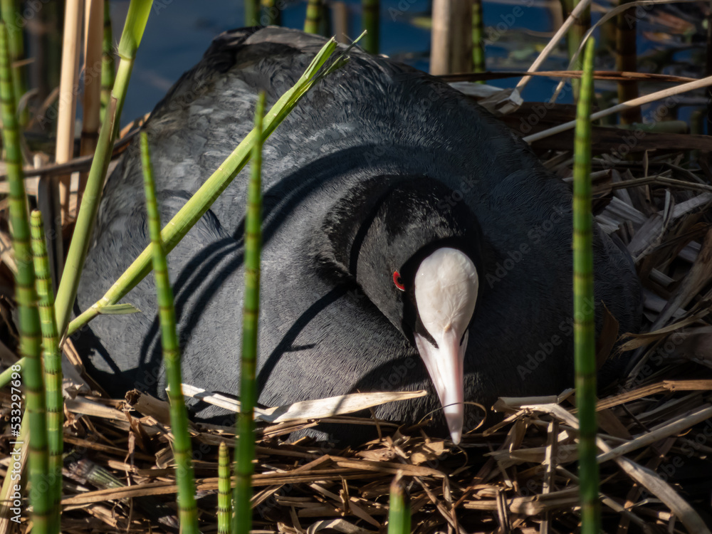 The Eurasian coot or common coot (Fulica atra) with slaty-black body, a ...