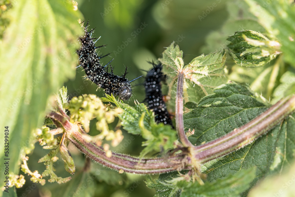 Schwarze Raupe eines Tagpfauenauge auf einem grünen Blatt der ...