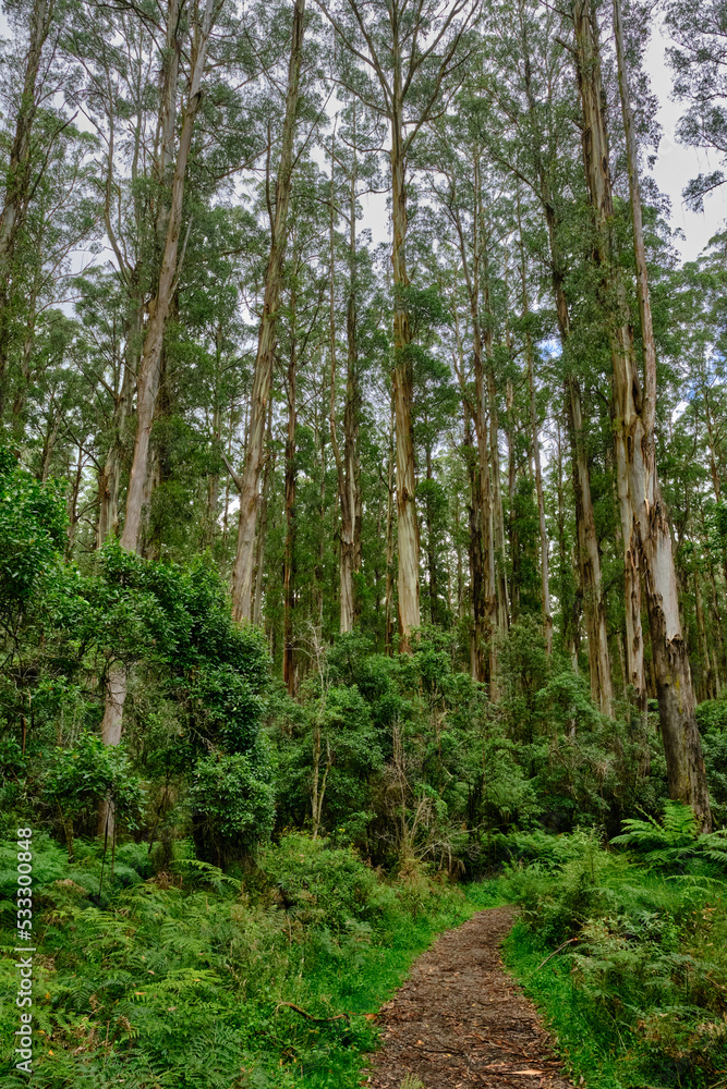 Most species of Eucalyptus are native to Australia, and every state and ...