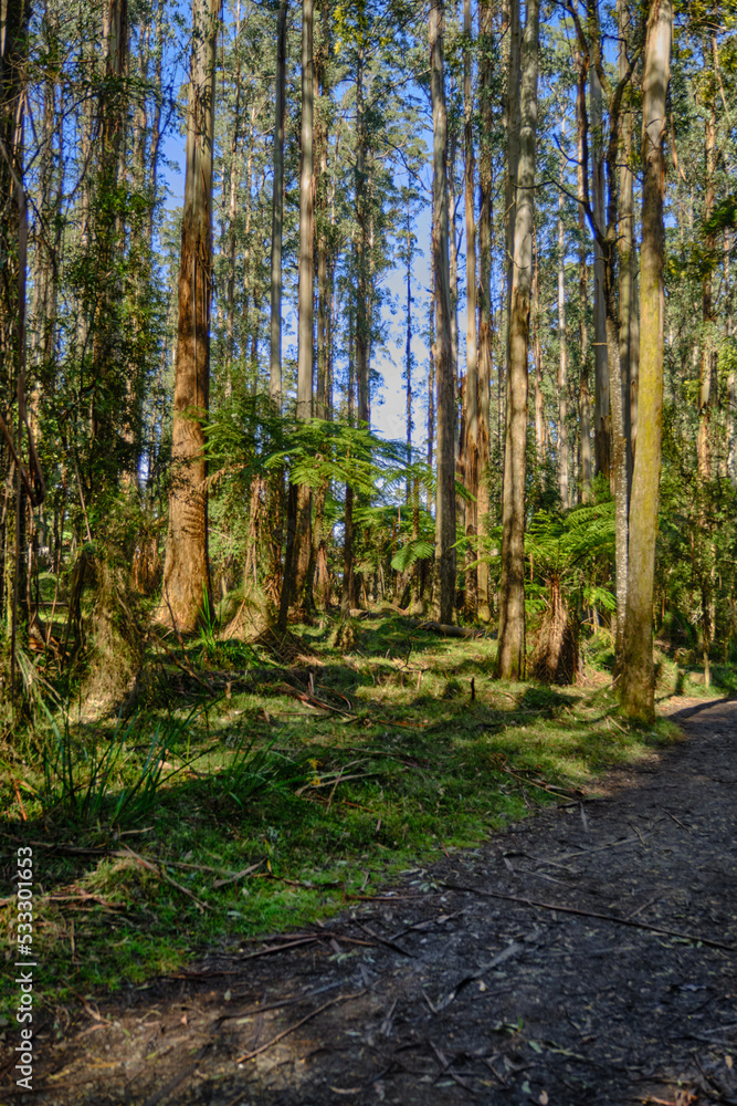 Most species of Eucalyptus are native to Australia, and every state and ...