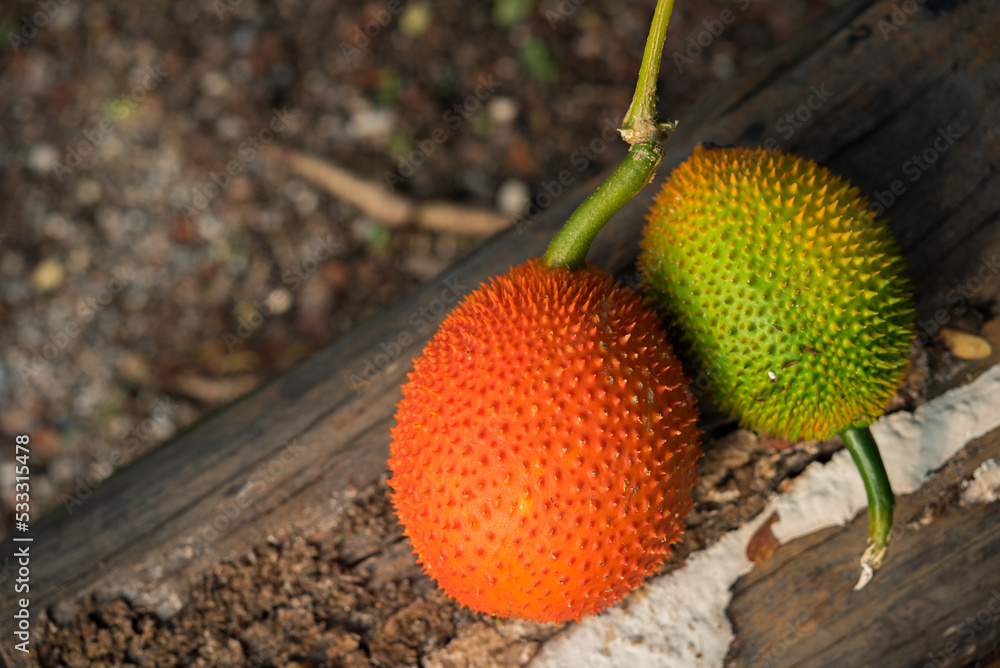Gac Fruit Or Baby Jackfruit, Cochinchin Gourd, Spiny Bitter Gourd ...