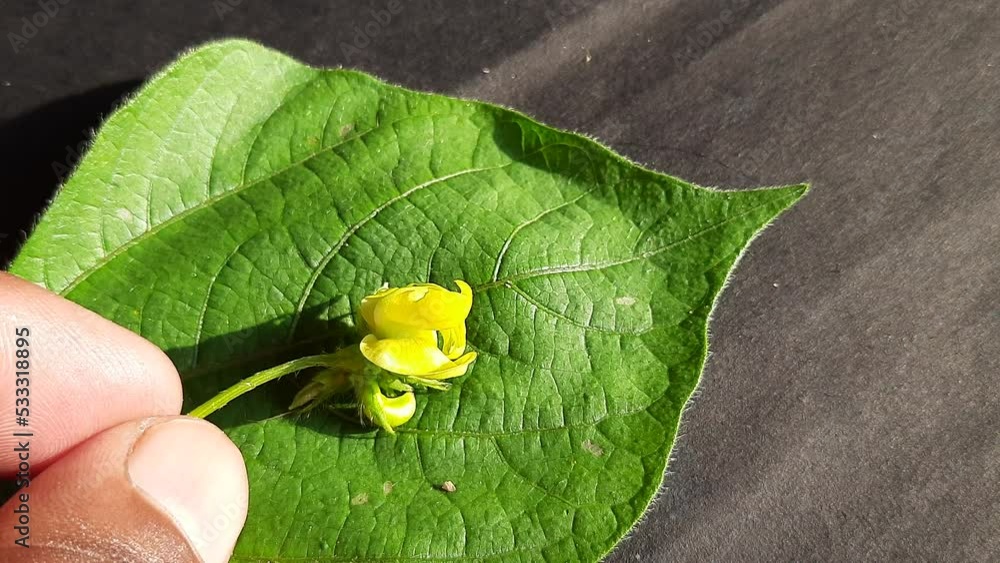 Vigna mungo flower in black background. Its other names black gram ...