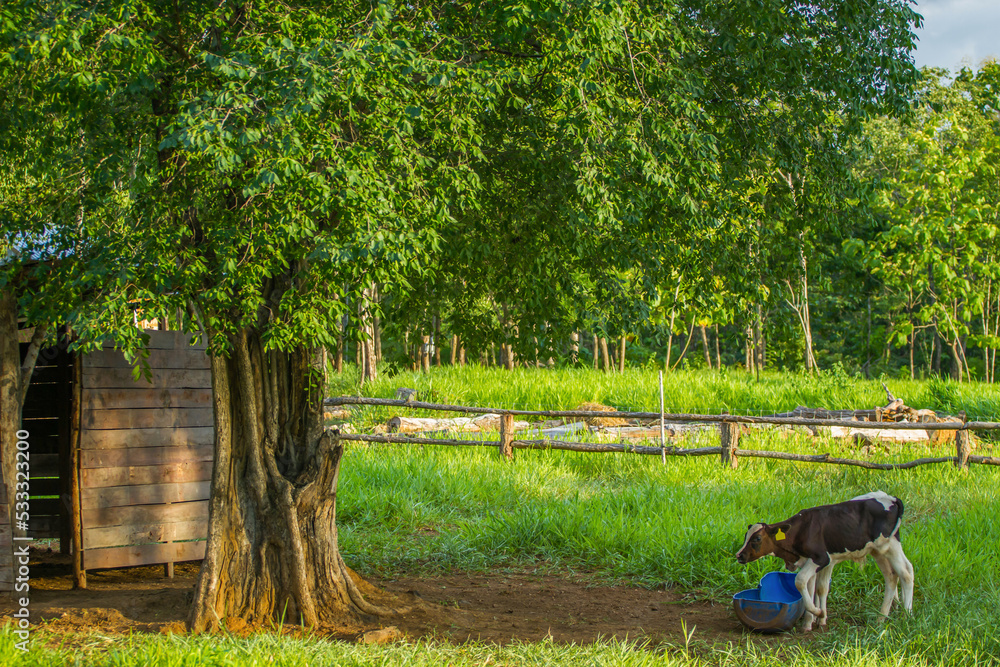 Cows in a farm. Dairy cows. fresh hay in front of milk cows during work ...