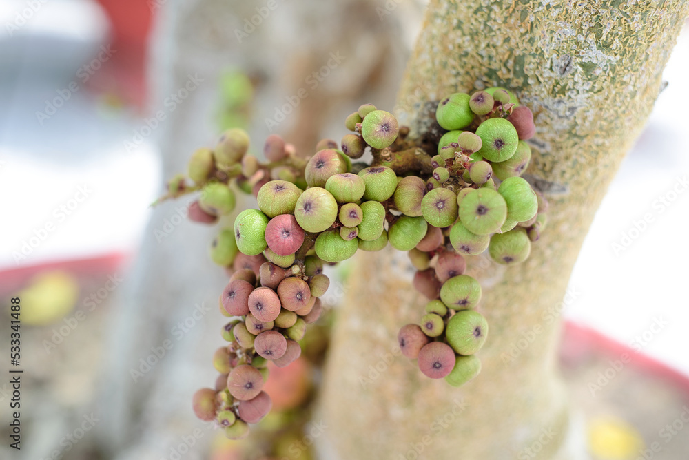 Ficus racemosa or the cluster fig, red river fig Stock Photo | Adobe Stock