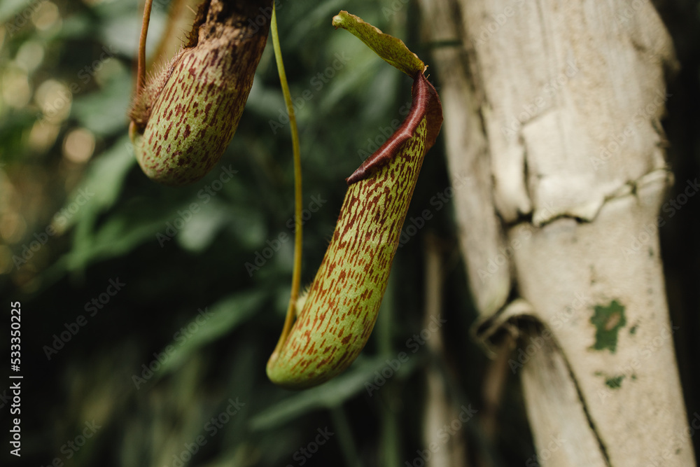 Nepenthes is a genus of carnivorous plants, also known as tropical ...