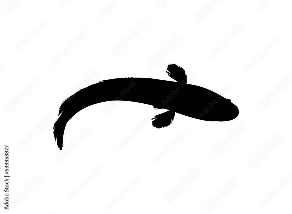 Snake Head Fish (freshwater perciform fish family Channidae) Silhouette ...