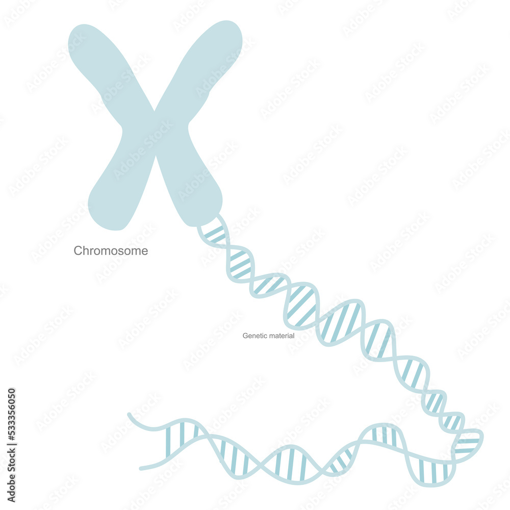 Vetor de The picture represents chromosome structure contains genetic ...