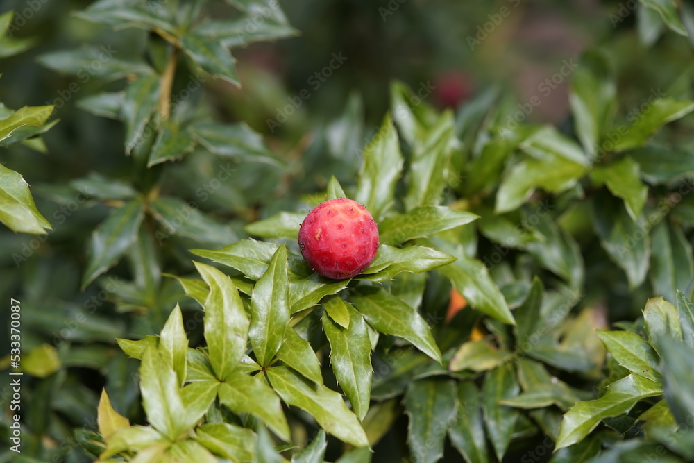 Fruit of Cornus kousa the Kousa dogwood, is a small deciduous tree ...