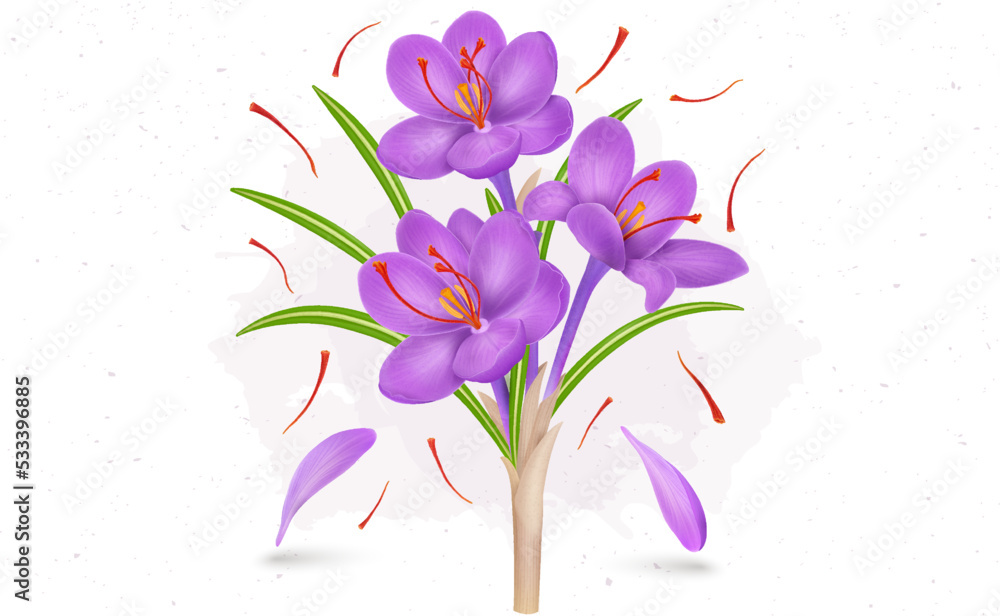 Saffron flower vector illustration with saffron stamens Stock Vector ...