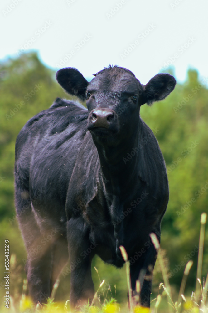 Vaca negra en la naturaleza Stock Photo | Adobe Stock