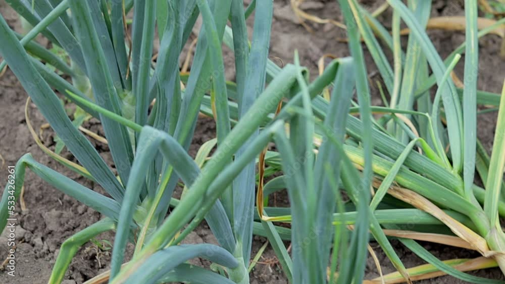 Young garlic with roots lying on garden soil. Collection of Lyubasha ...