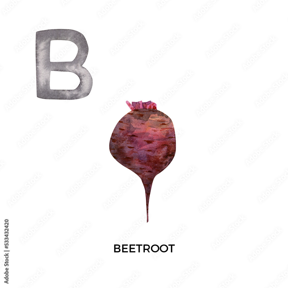 Watercolor letter B with beet illustration. English ABC, alphabet with ...