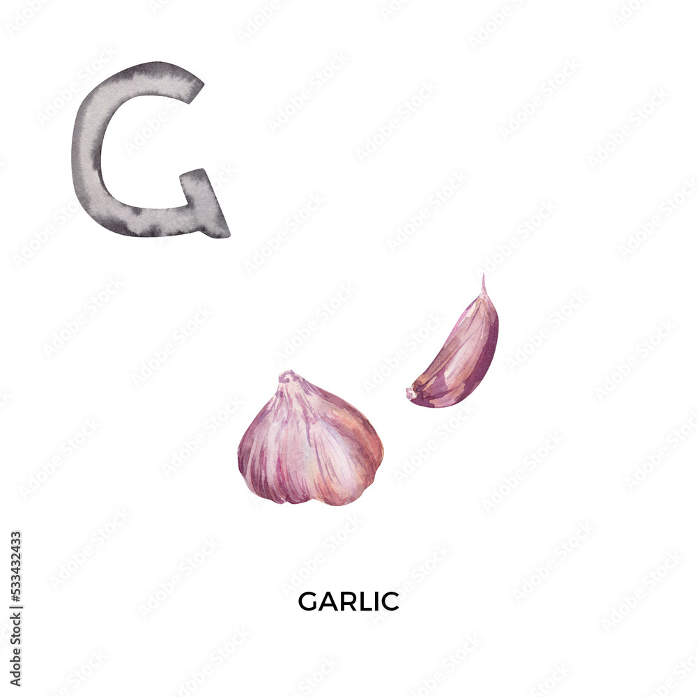 Watercolor letter G with garlic illustration. English ABC, alphabet ...