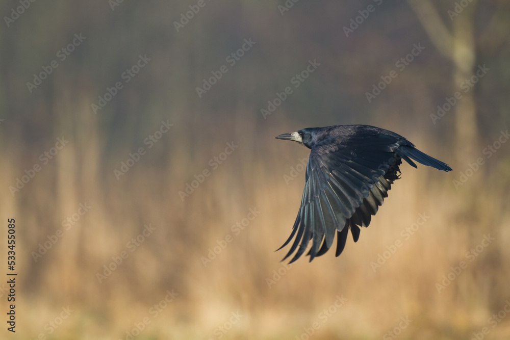 Bird Rook corvus frugilegus landing, black bird in winter time, Poland ...