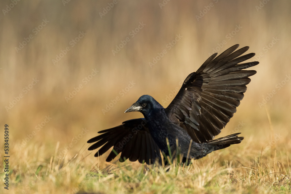 Bird Rook corvus frugilegus landing, black bird in winter time, Poland ...