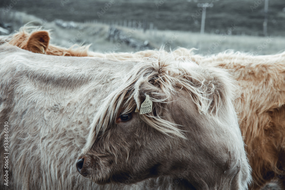 Close up head-shot portraits of beautiful highland cow with furry manes ...