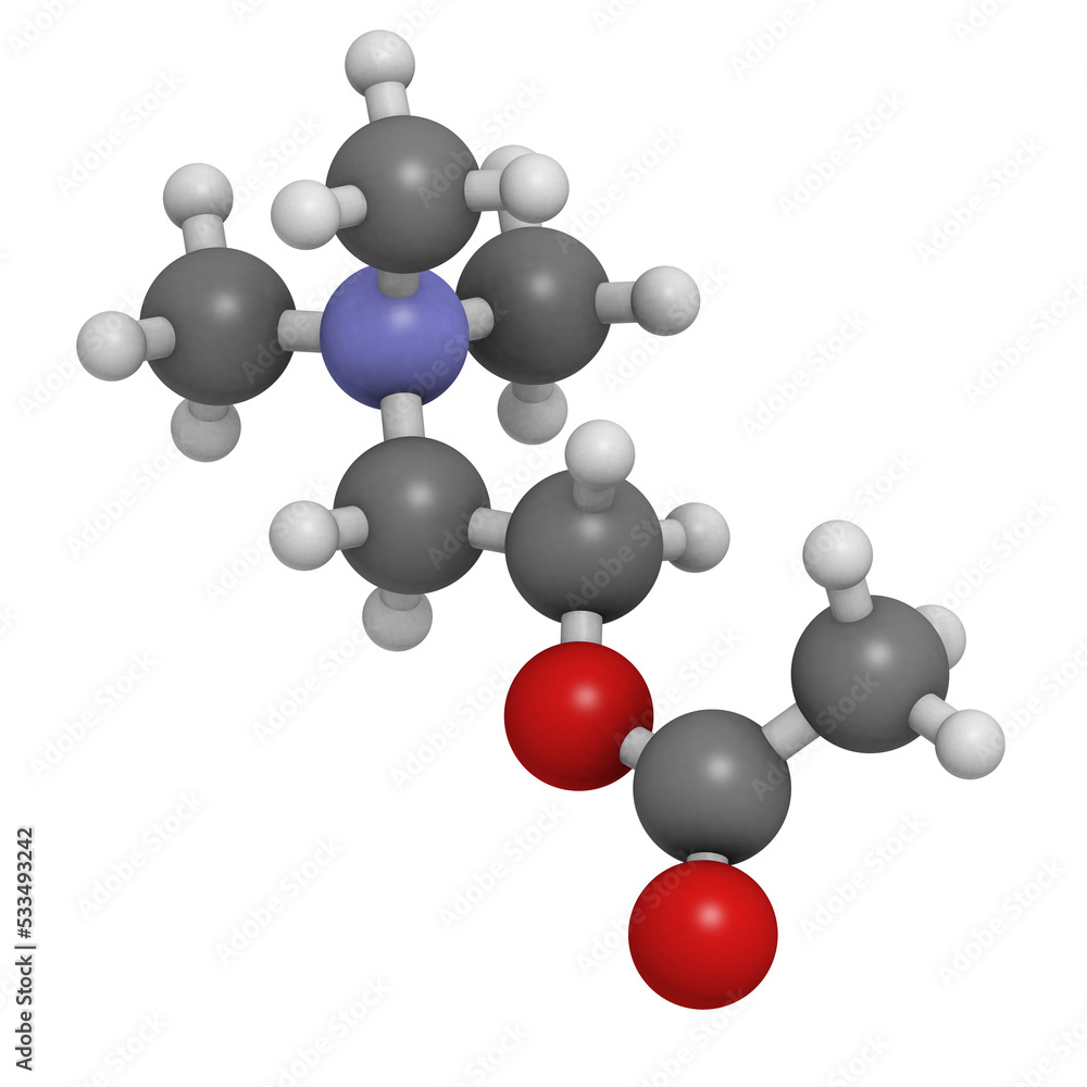 Acetylcholine (ACh) neurotransmitter, molecular model. Stock ...