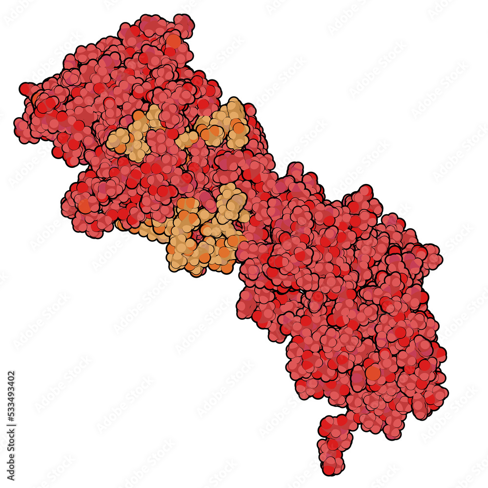 BRCA2 (breast cancer susceptibility gene 2) tumor suppressor protein ...