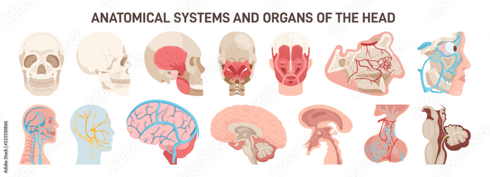 Poster Human scull different anatomical systems organs and structures ...