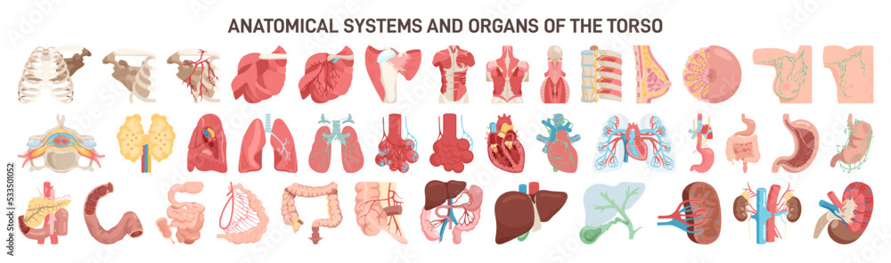 Human torso different anatomical systems organs and structures. Stock ...